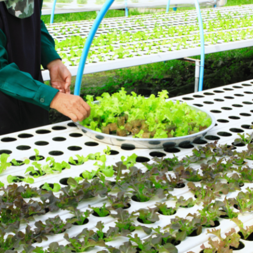 New Arrivals - Buy Our Newest Products Now! – TapRoots Hydroponics