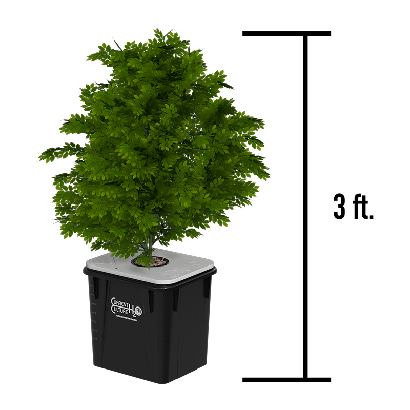 Buy The Under Current ® Recirculating Deep Water Culture (RDWC ...