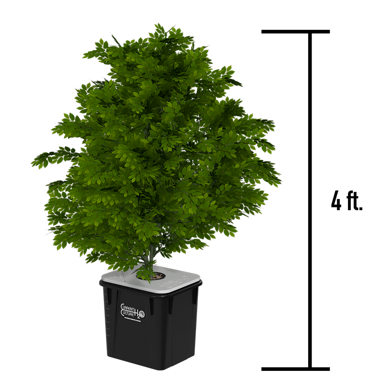 Buy The Under Current ® Double Barrel Recirculating Deep Water Culture ...